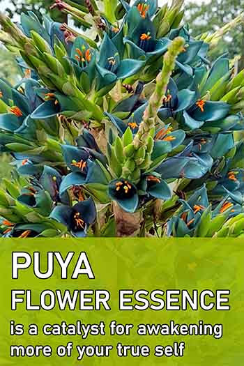 Flower Essences for the Inner Journey | Crystal Herbs